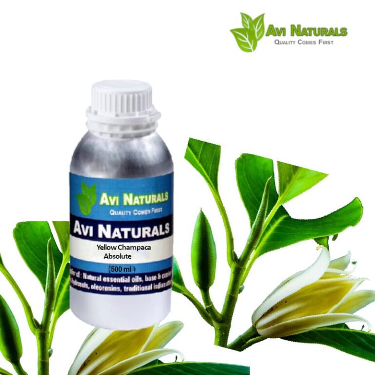 Buy Yellow Champaca Absolute Online | Trusted Yellow Champaca Absolute ...