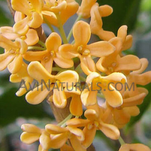 Buy Osmanthus Absolute Online | Trusted Osmanthus Absolute Wholesale ...
