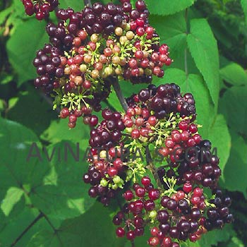 Spikenard Oil Wholesale Supplier and Manufacturer in India