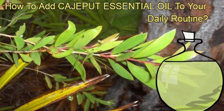 How To Add Cajeput Essential Oil To Your Daily Routine? – Avi Naturals