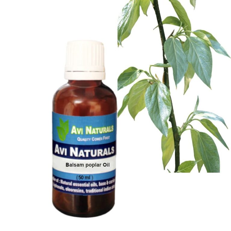 Buy Balsam Poplar Essential Oil Online | Trusted Balsam Poplar ...